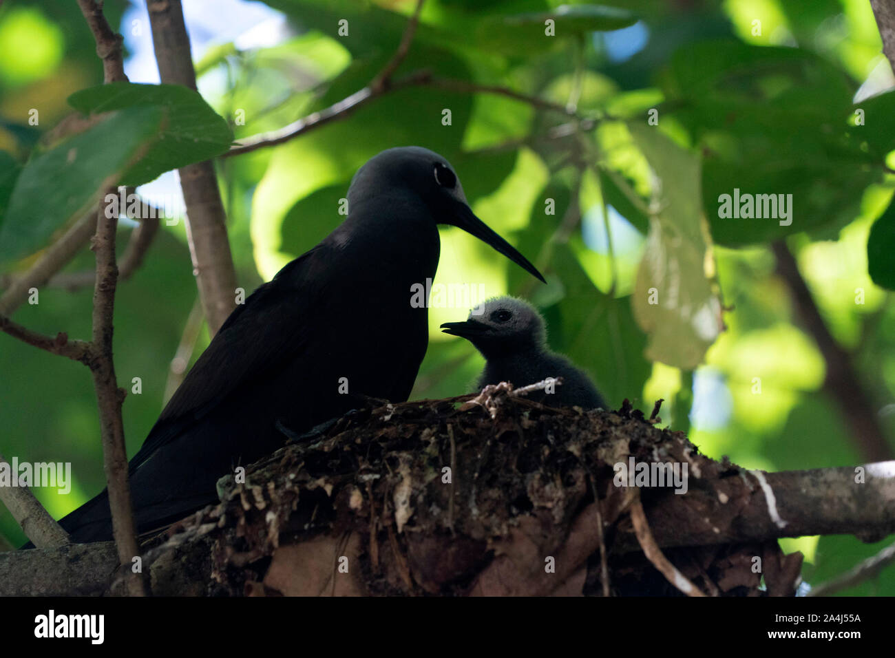 brown noddy bird cousin island seychelles on its nest Stock Photo - Alamy