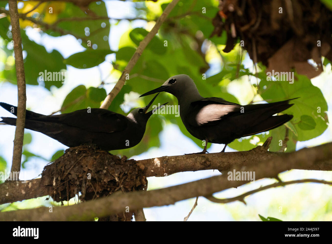 brown noddy bird cousin island seychelles on its nest Stock Photo - Alamy