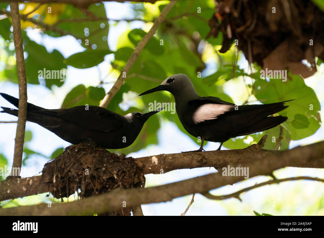 brown noddy bird cousin island seychelles on its nest Stock Photo - Alamy