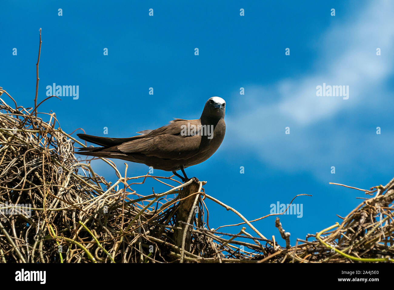 brown noddy bird cousin island seychelles on its nest Stock Photo - Alamy