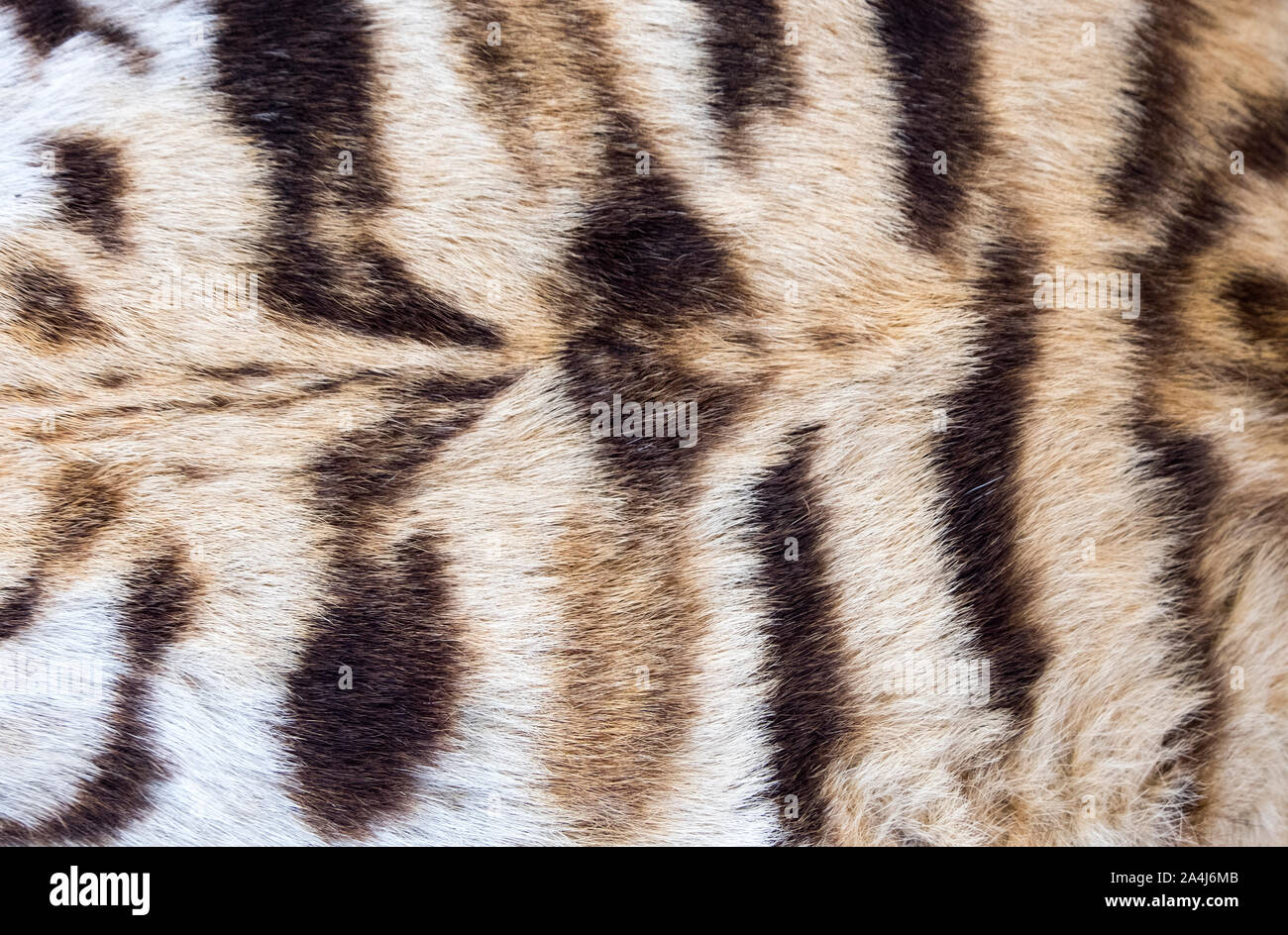 Tiger skin display hi-res stock photography and images - Alamy