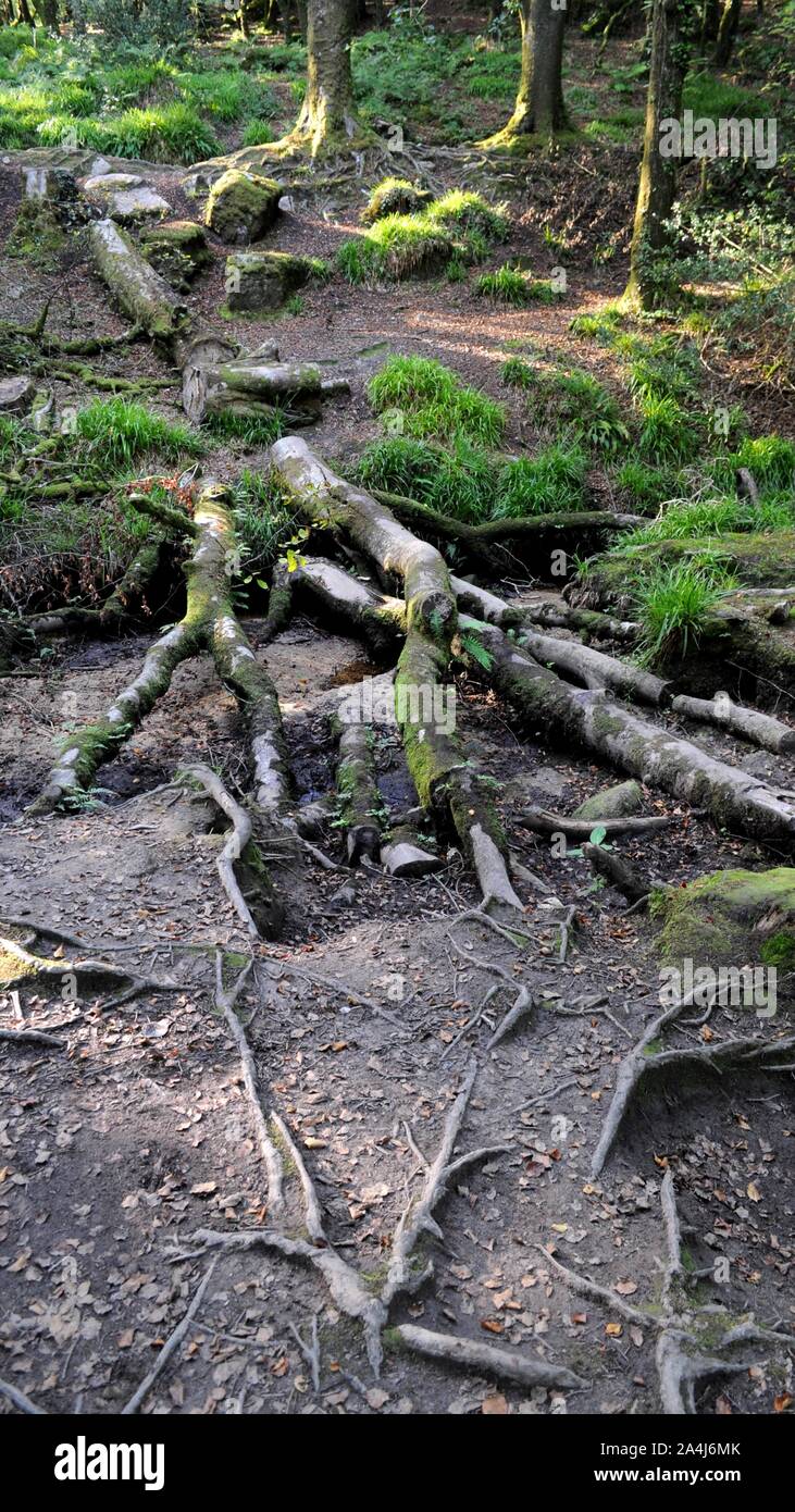 Wood falls hi-res stock photography and images - Alamy