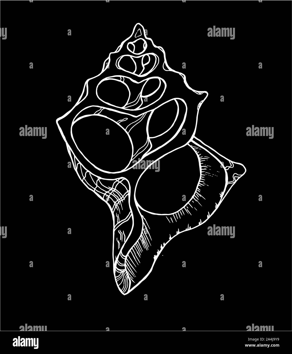 Colorful shells on black Stock Vector Images - Alamy