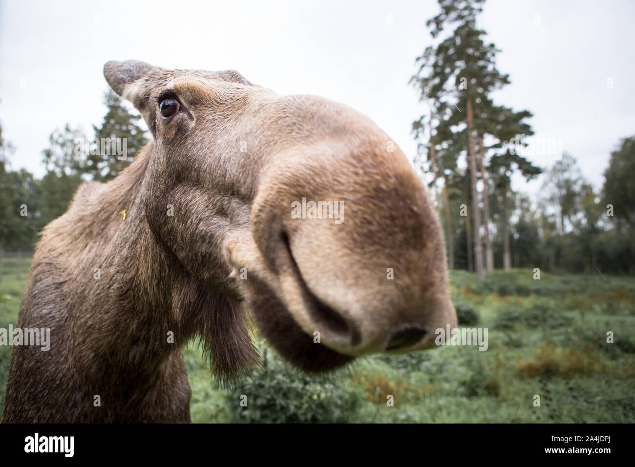 Elk nose hi-res stock photography and images - Alamy
