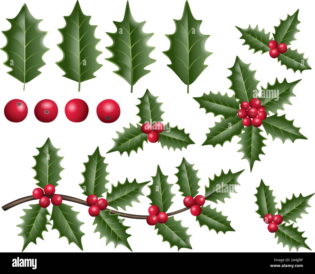 holly leaves, berries and branches illustration Stock Vector Image ...