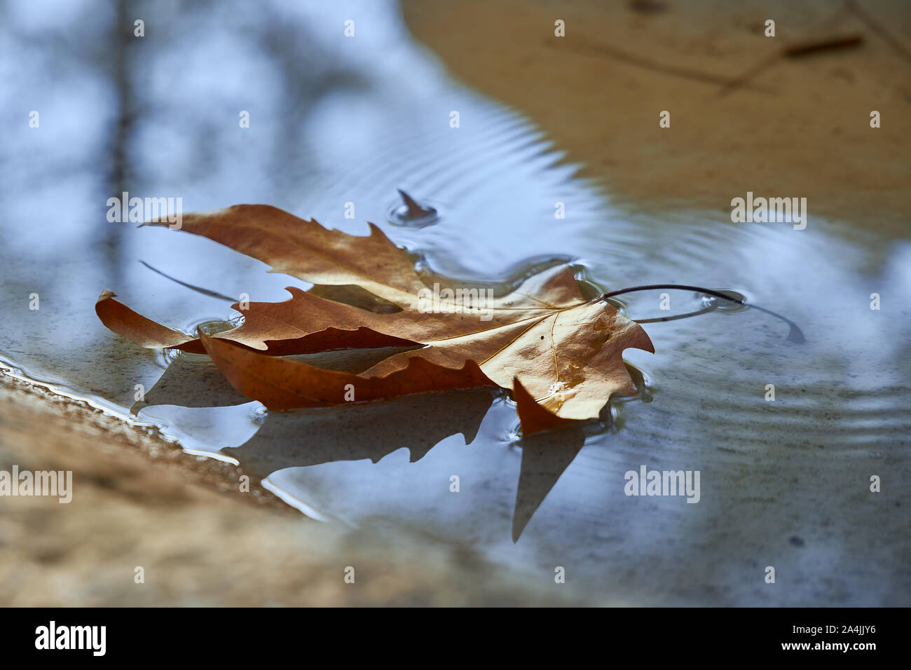 Dry autumn leaf swims in a puddle in which the blue sky is reflected Stock Photo - Alamy