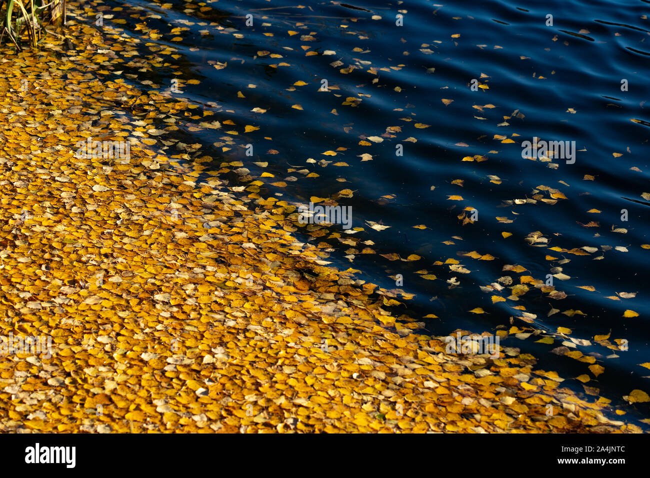 Yellow fallen leaves on the water. Autumn background from leaves. Saturated color Stock Photo ...