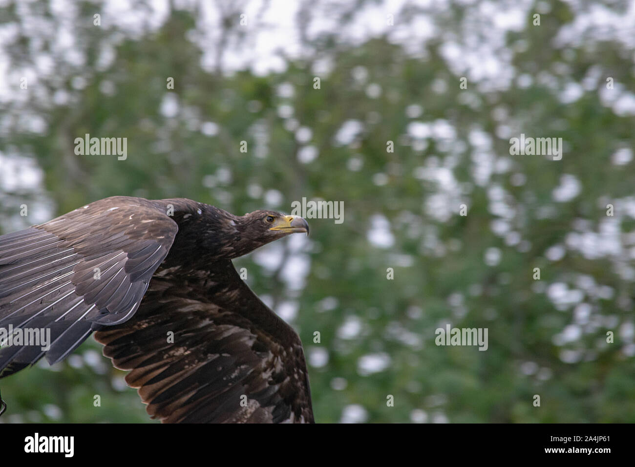 Warwick castle birds of prey hi-res stock photography and images - Alamy