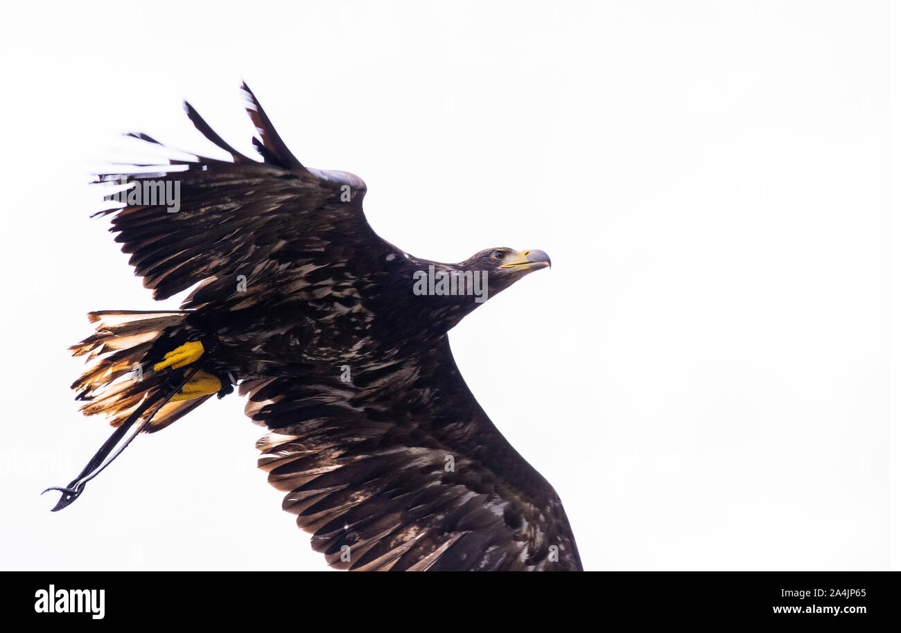 Warwick Castle Birds Of Prey High Resolution Stock Photography and ...