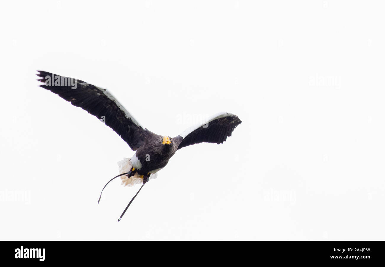 Warwick castle birds of prey hi-res stock photography and images - Alamy