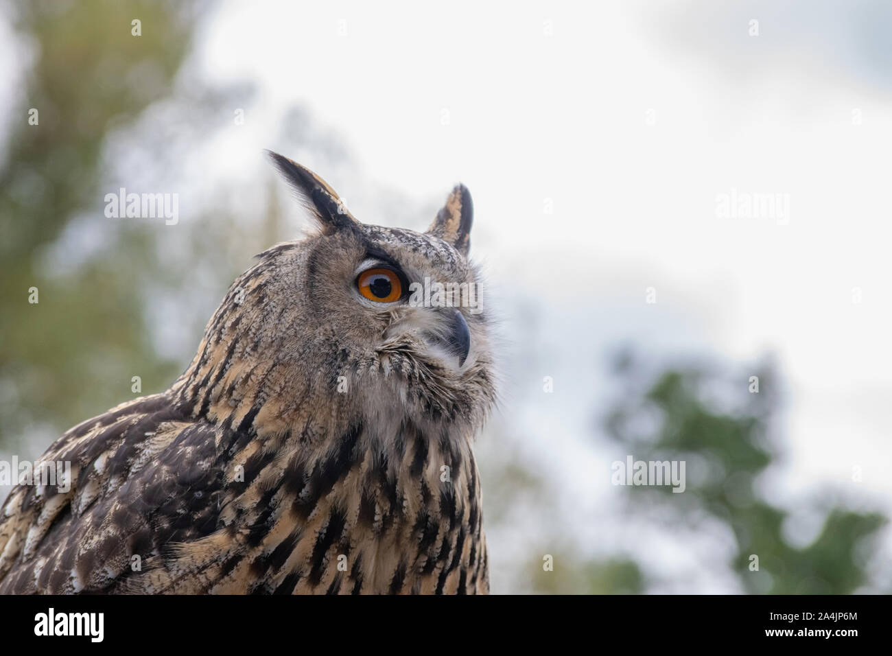 Warwick castle birds of prey hi-res stock photography and images - Alamy