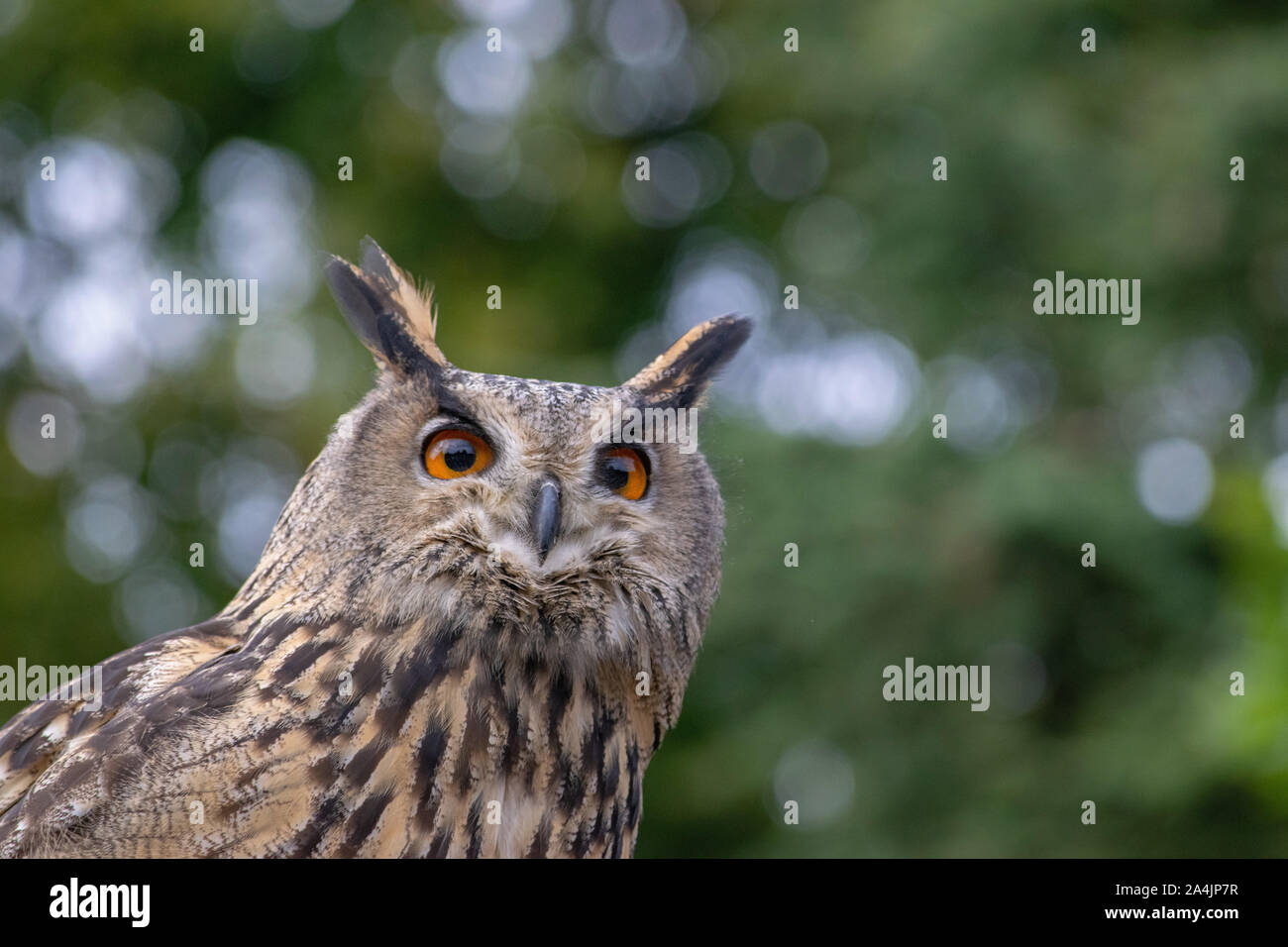 Warwick castle birds of prey hi-res stock photography and images - Alamy
