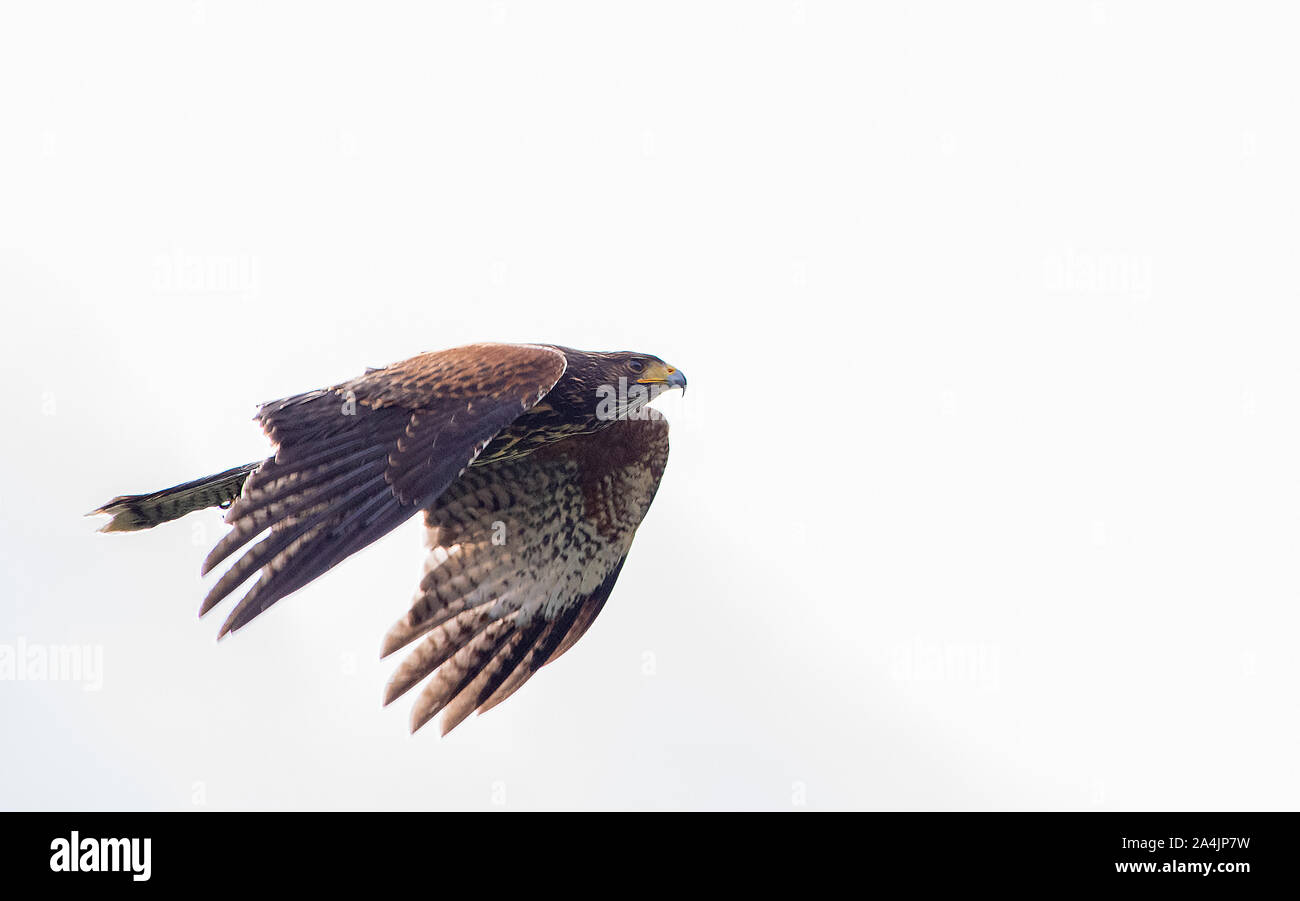 Warwick castle birds of prey hi-res stock photography and images - Alamy