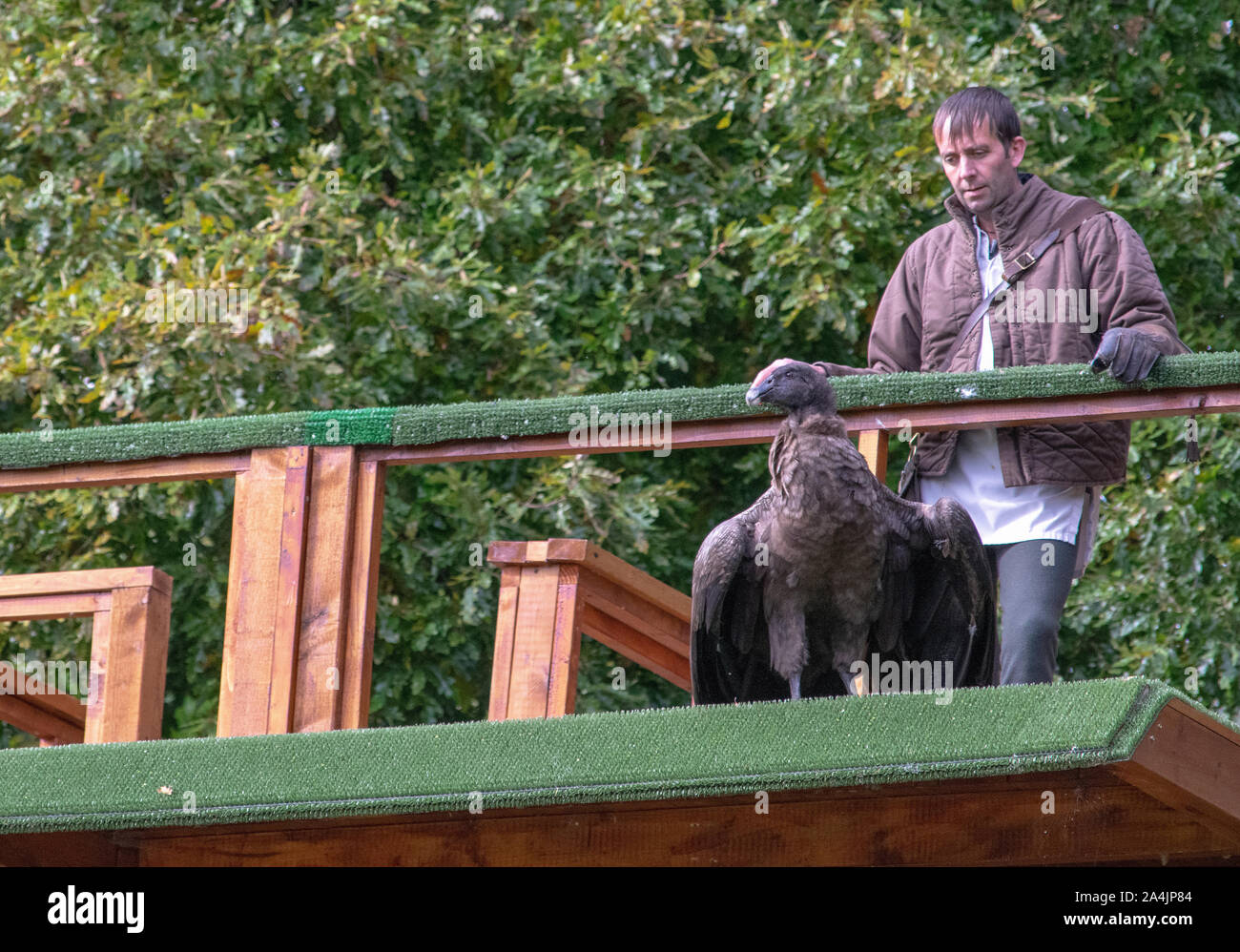 Warwick castle birds of prey hi-res stock photography and images - Alamy