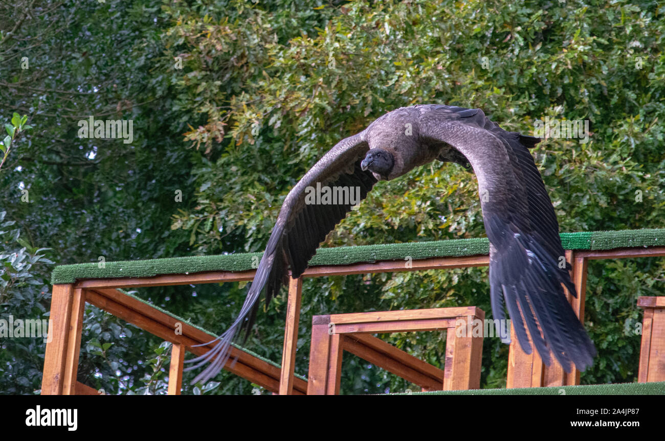 Warwick castle birds of prey hi-res stock photography and images - Alamy