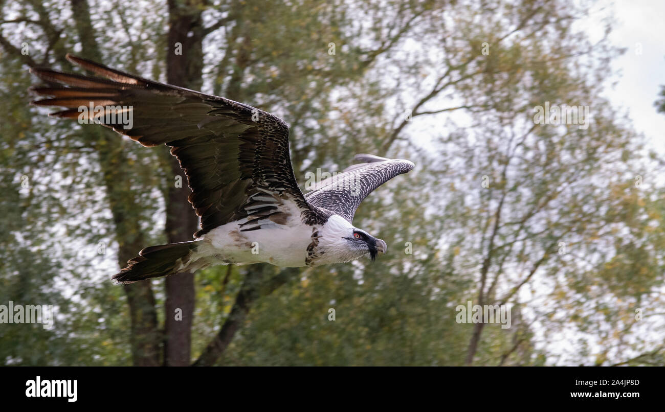 Warwick castle birds of prey hi-res stock photography and images - Alamy