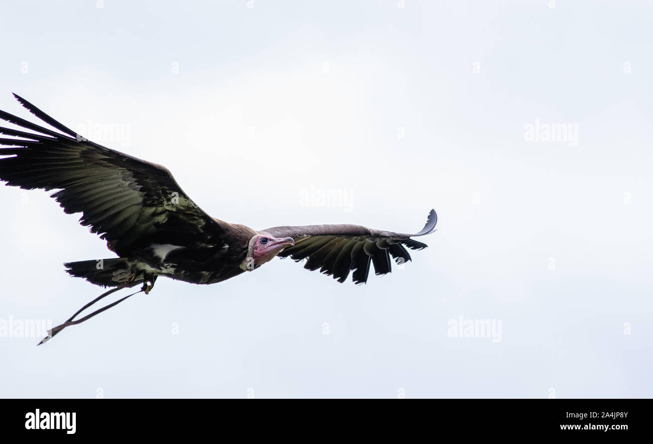 Warwick castle birds of prey hi-res stock photography and images - Alamy