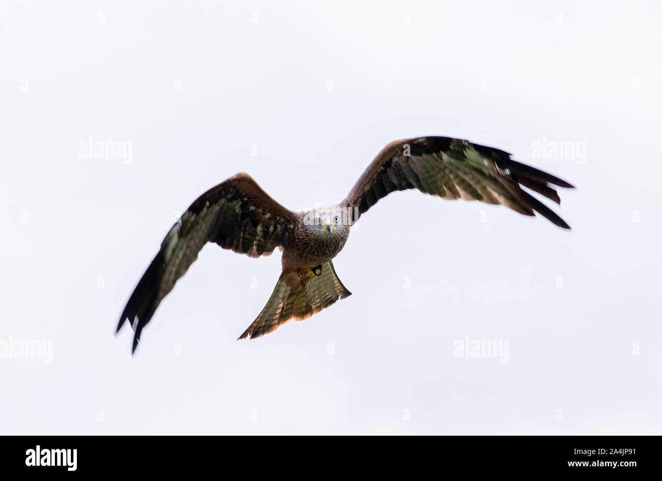 Warwick castle birds of prey hi-res stock photography and images - Alamy