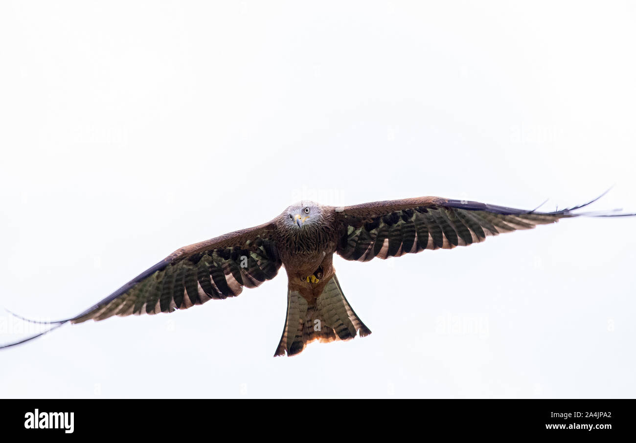 Warwick castle birds of prey hi-res stock photography and images - Alamy