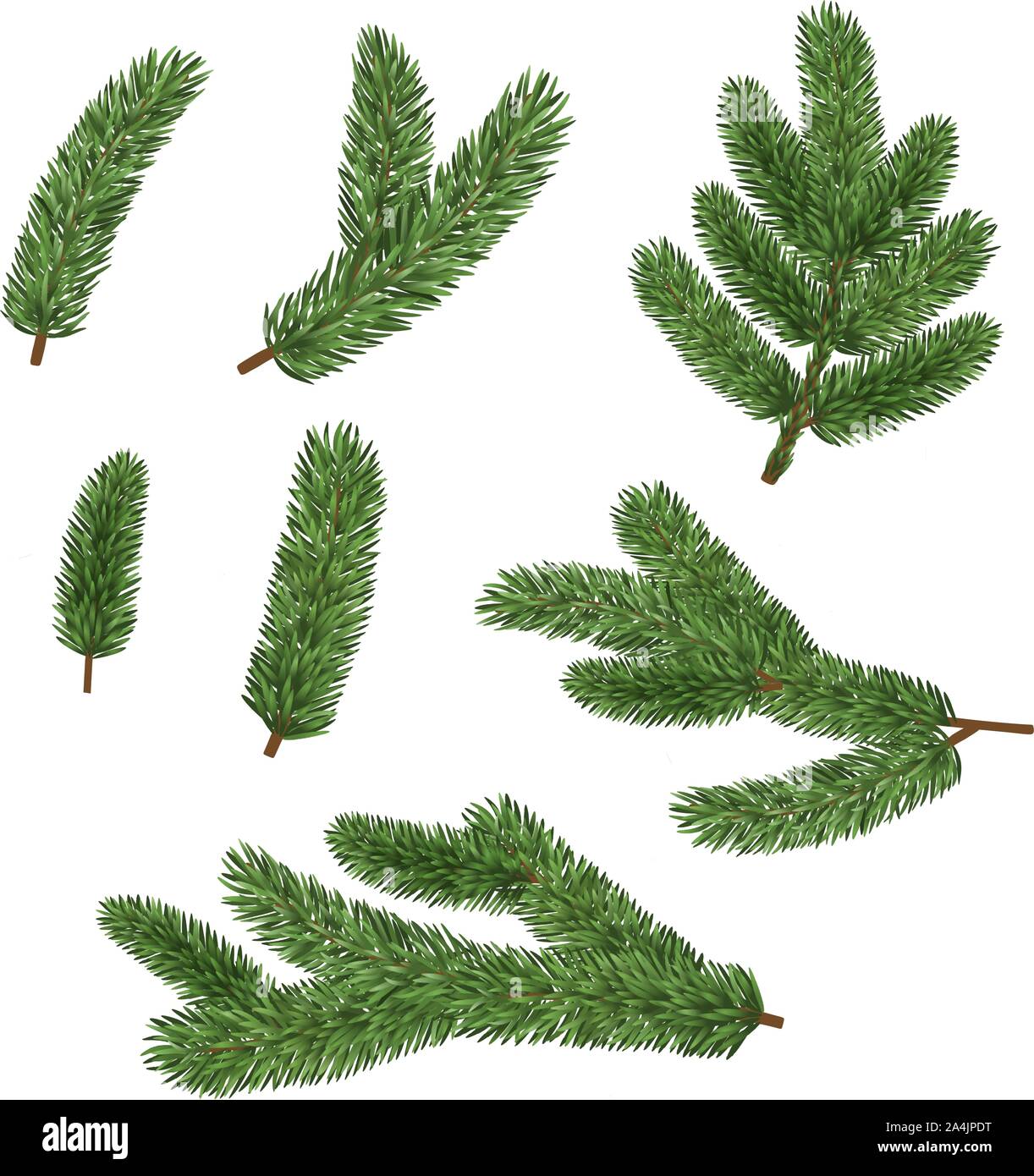 Evergreen pine tree branches winter Stock Vector Images - Alamy