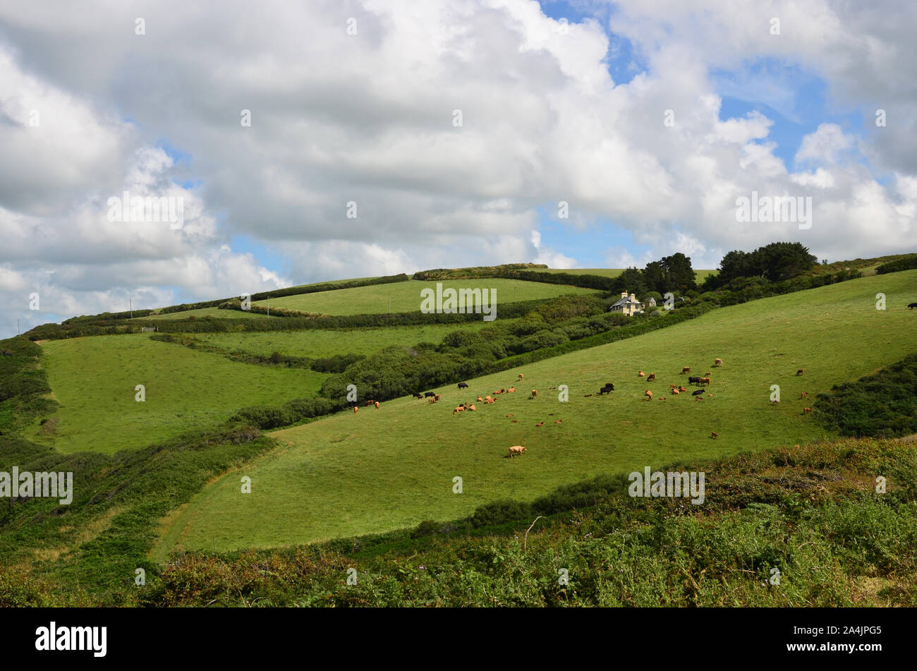 Farming cornwall hi-res stock photography and images - Alamy