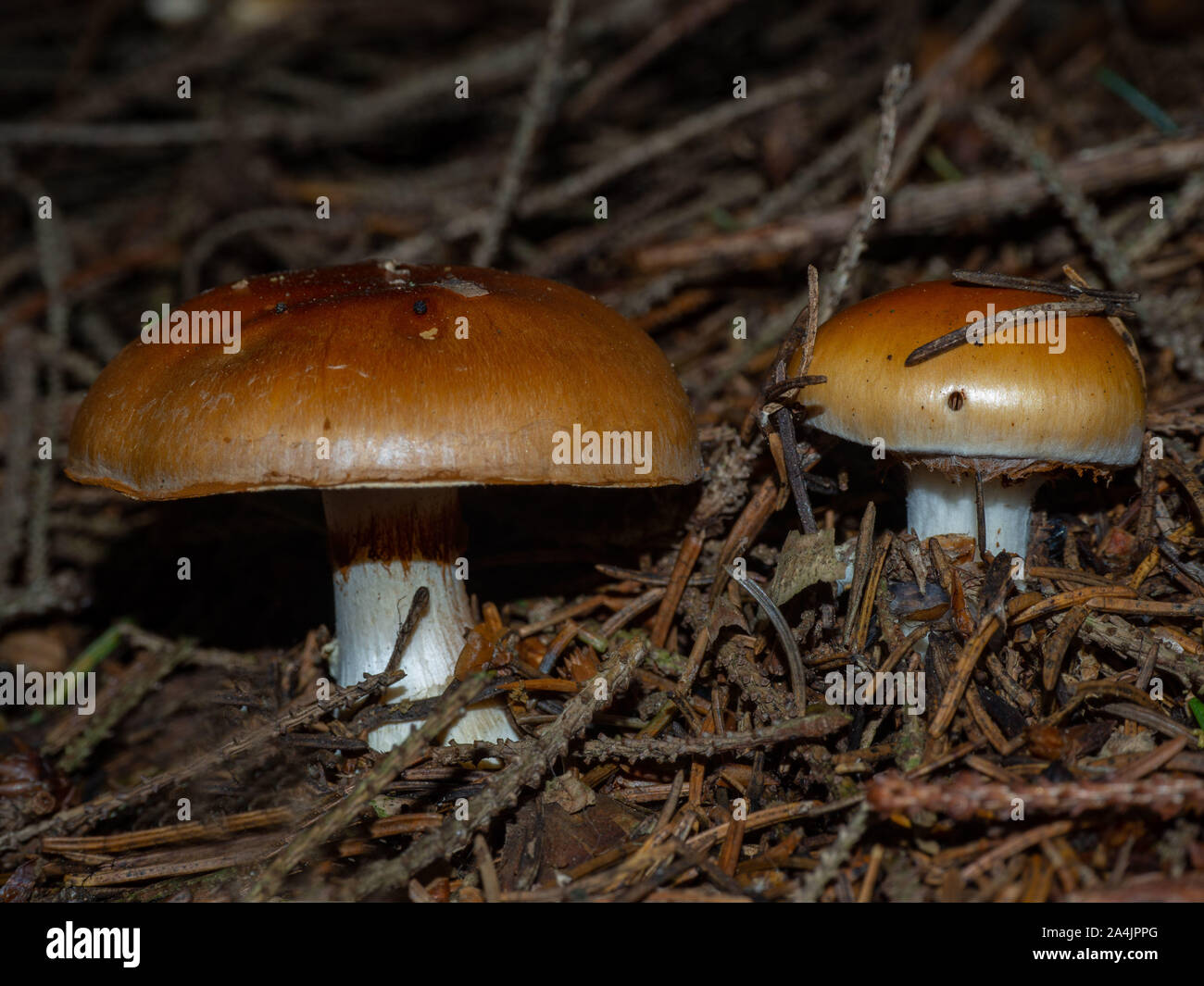 Slippery jack mushroom hi-res stock photography and images - Alamy