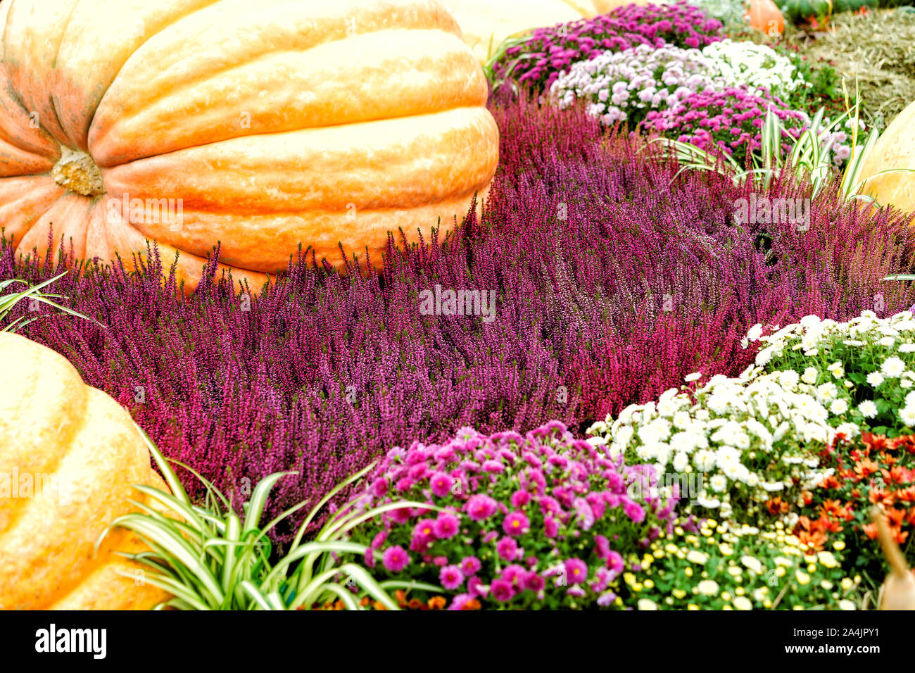 Beautiful autumn flowers hi-res stock photography and images - Alamy