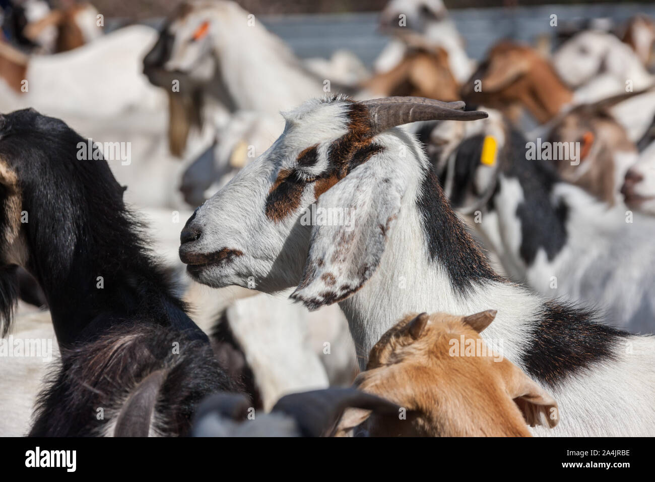 African goat farming hi-res stock photography and images - Alamy