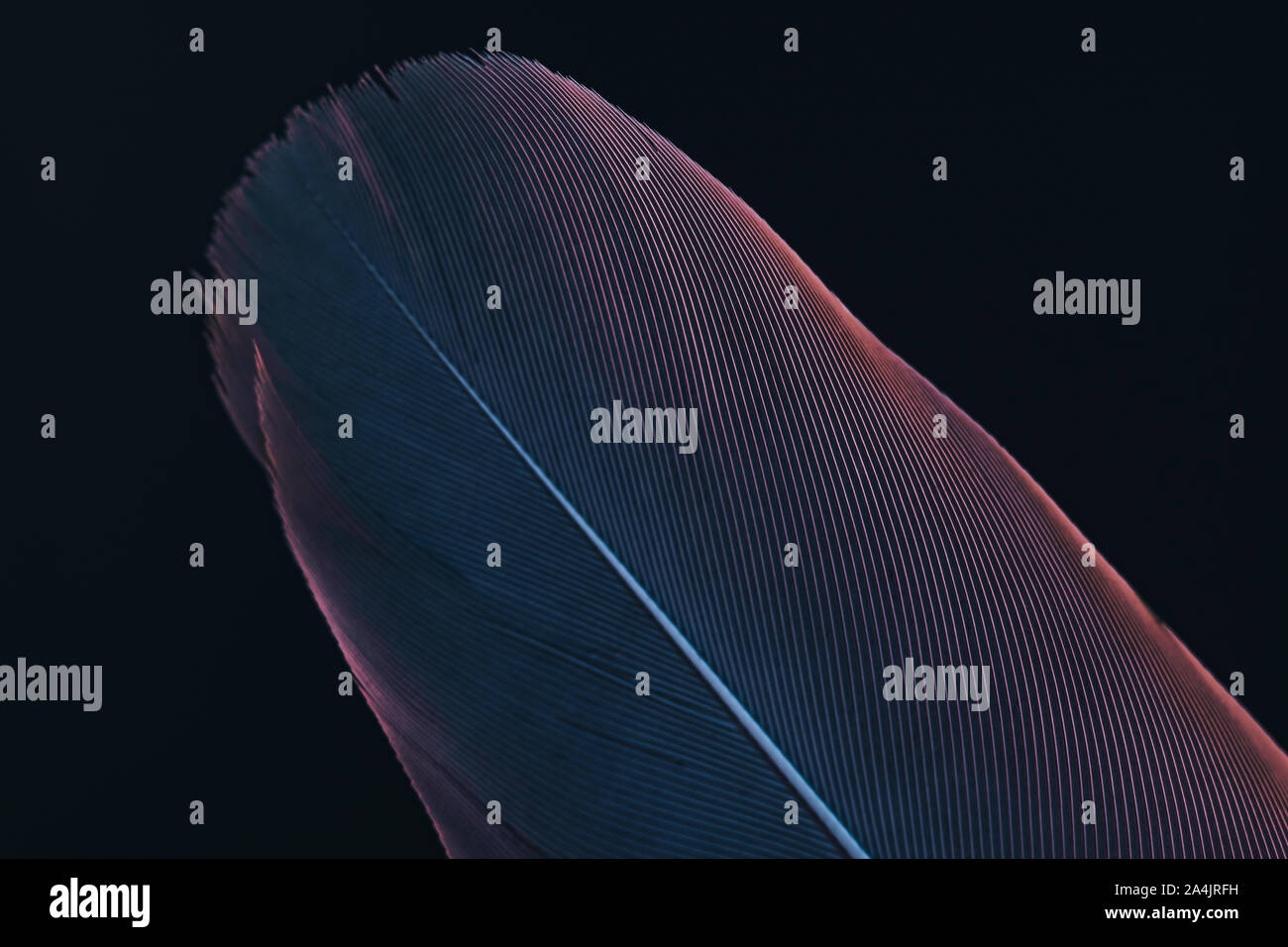 Close up beautiful Bird feather with blue red light on a black ...