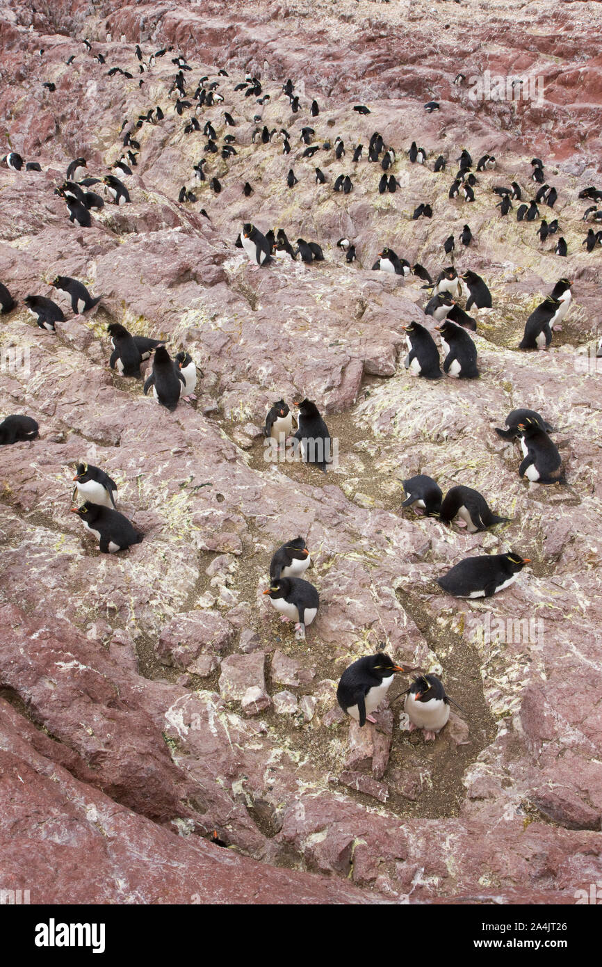 Pingüino de rockhopper hi-res stock photography and images - Alamy