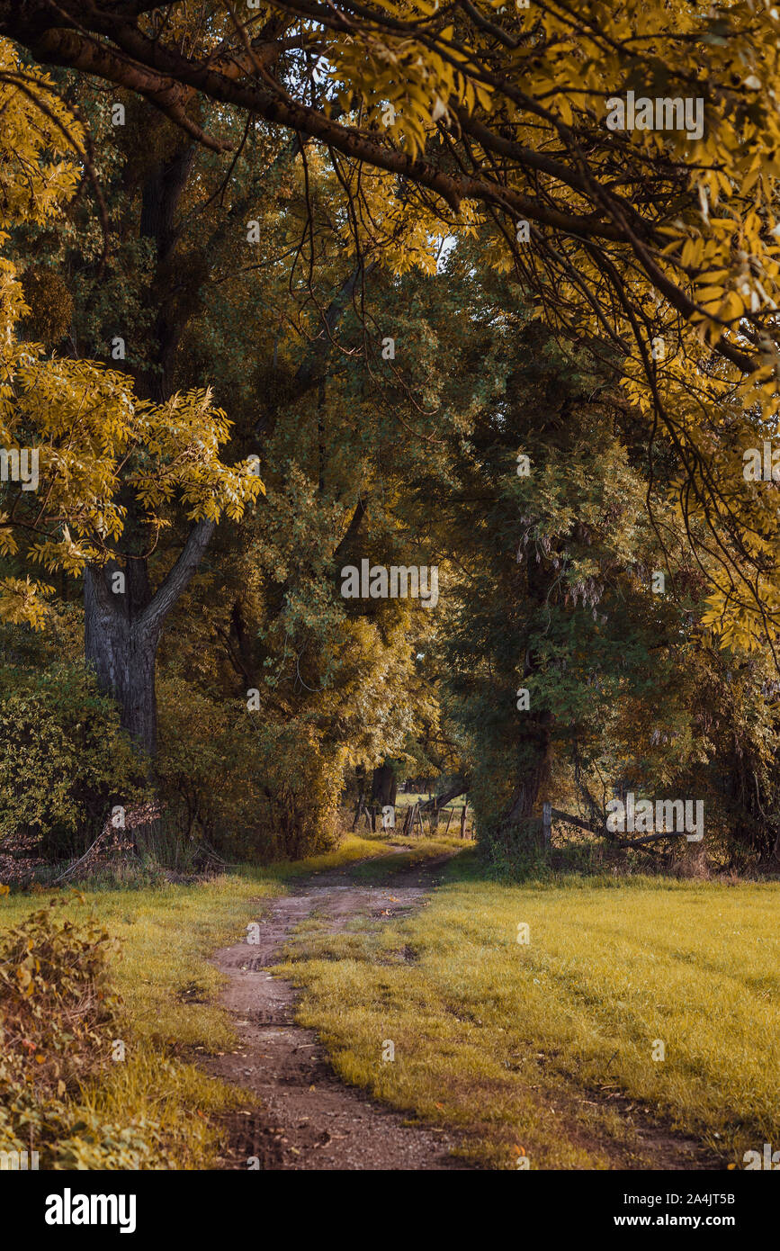Wooden path in nature reserve Stock Photo - Alamy