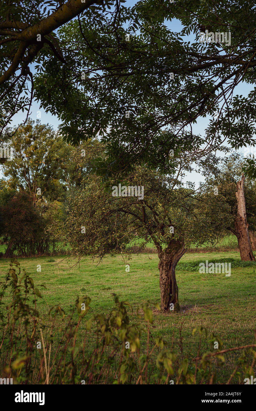 Old broken tree in nature reserve Stock Photo - Alamy
