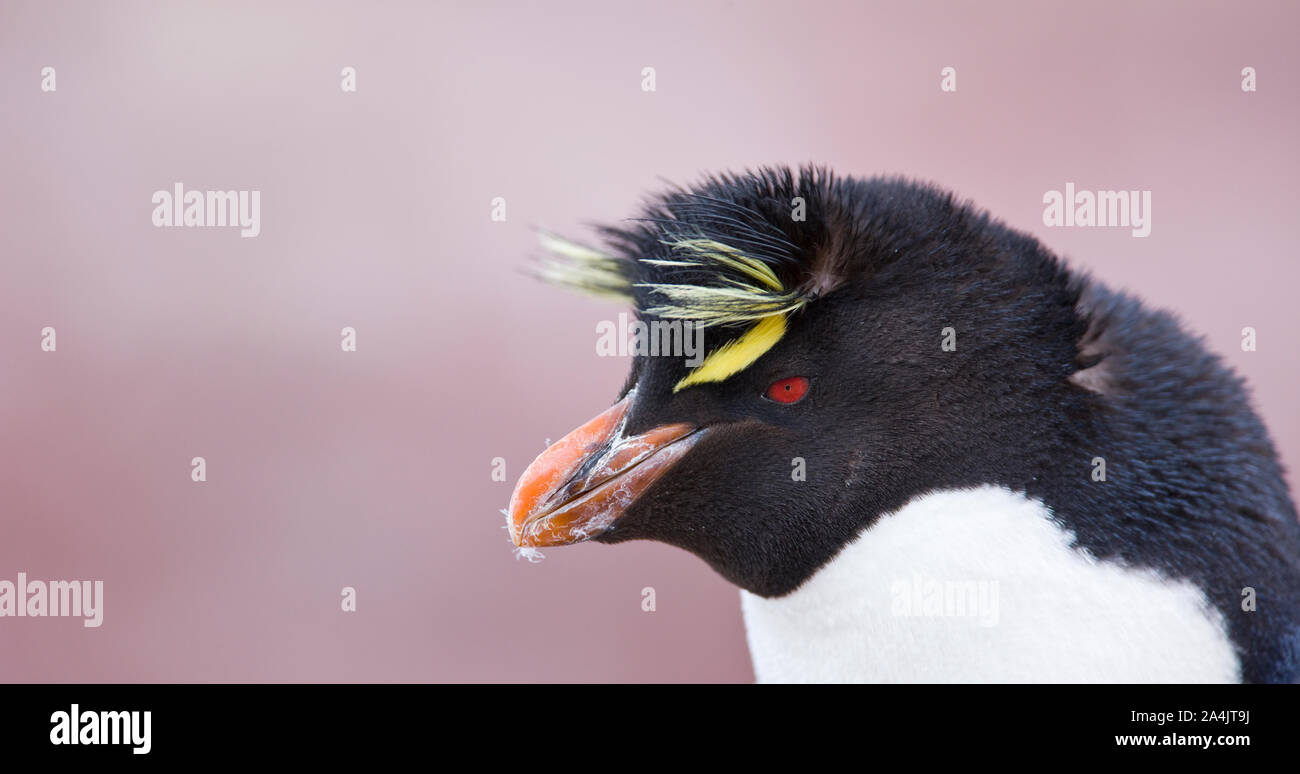Pingüino de Penacho Amarillo (Eudyptes chrysocome), Isla Pingüino ...