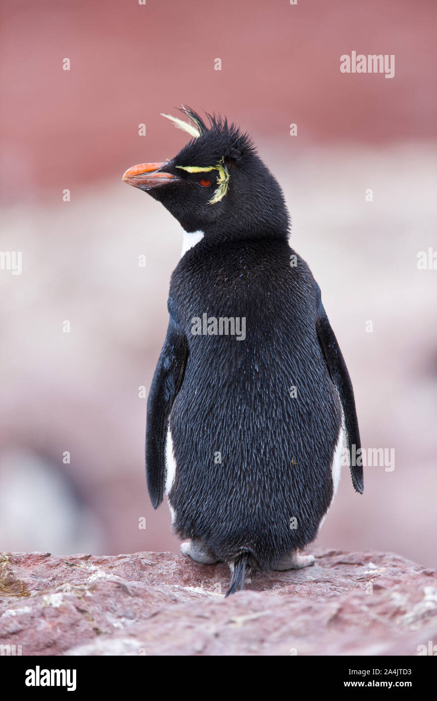 Pingüino de Penacho Amarillo (Eudyptes chrysocome), Isla Pingüino ...