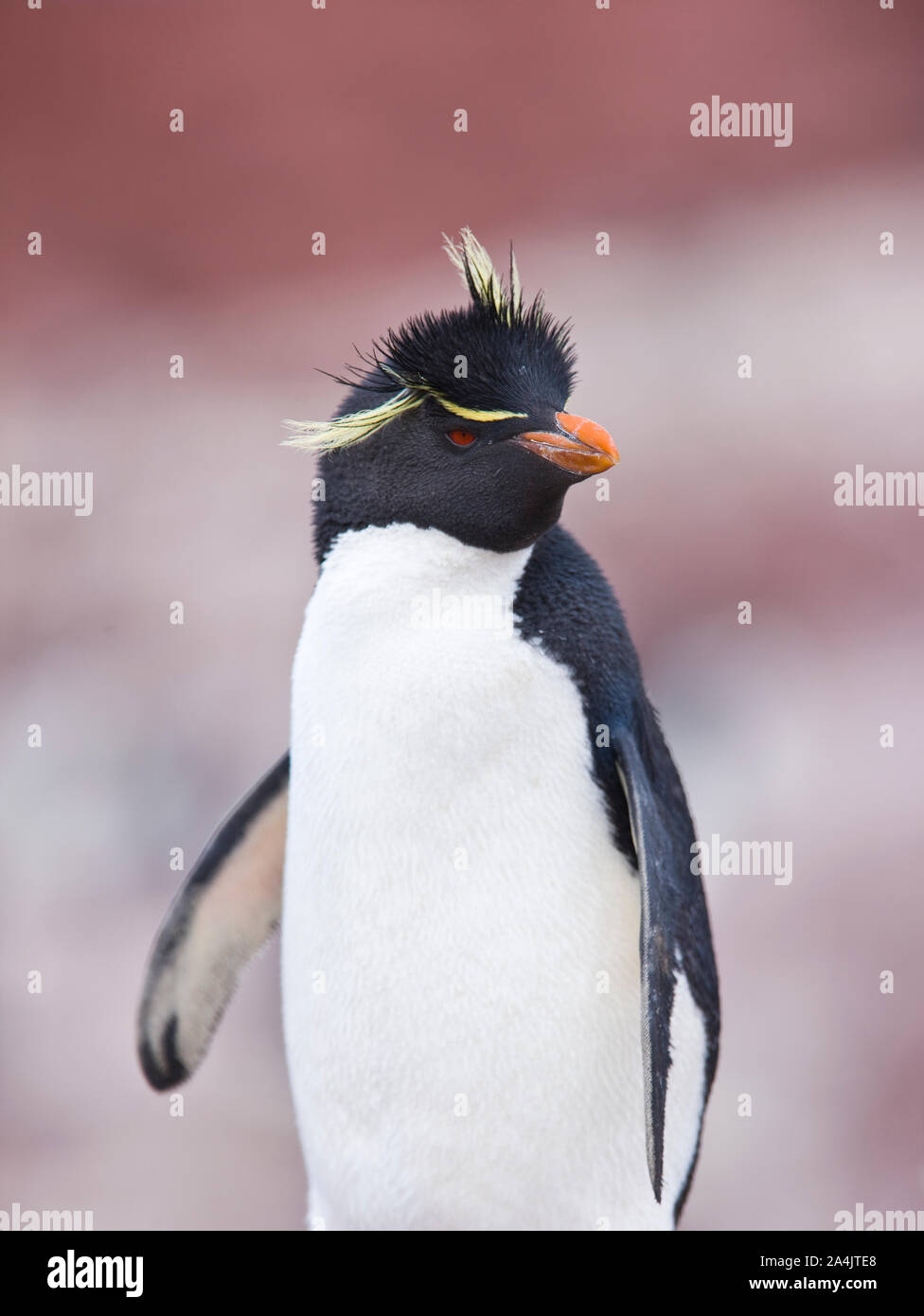 Pingüino penacho hi-res stock photography and images - Alamy