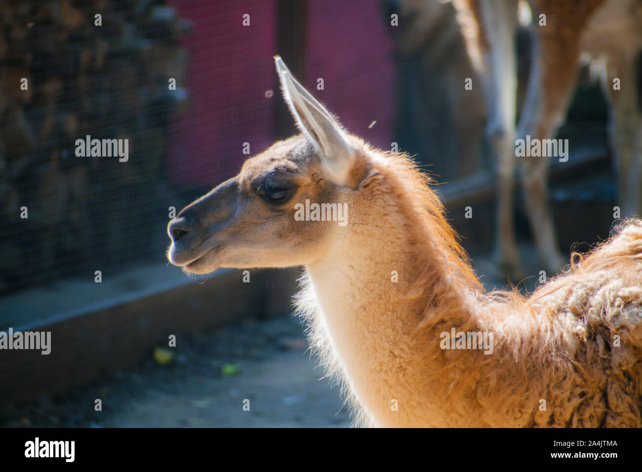 Brown and White Llama. Close up photograph of a brown and white llama's ...