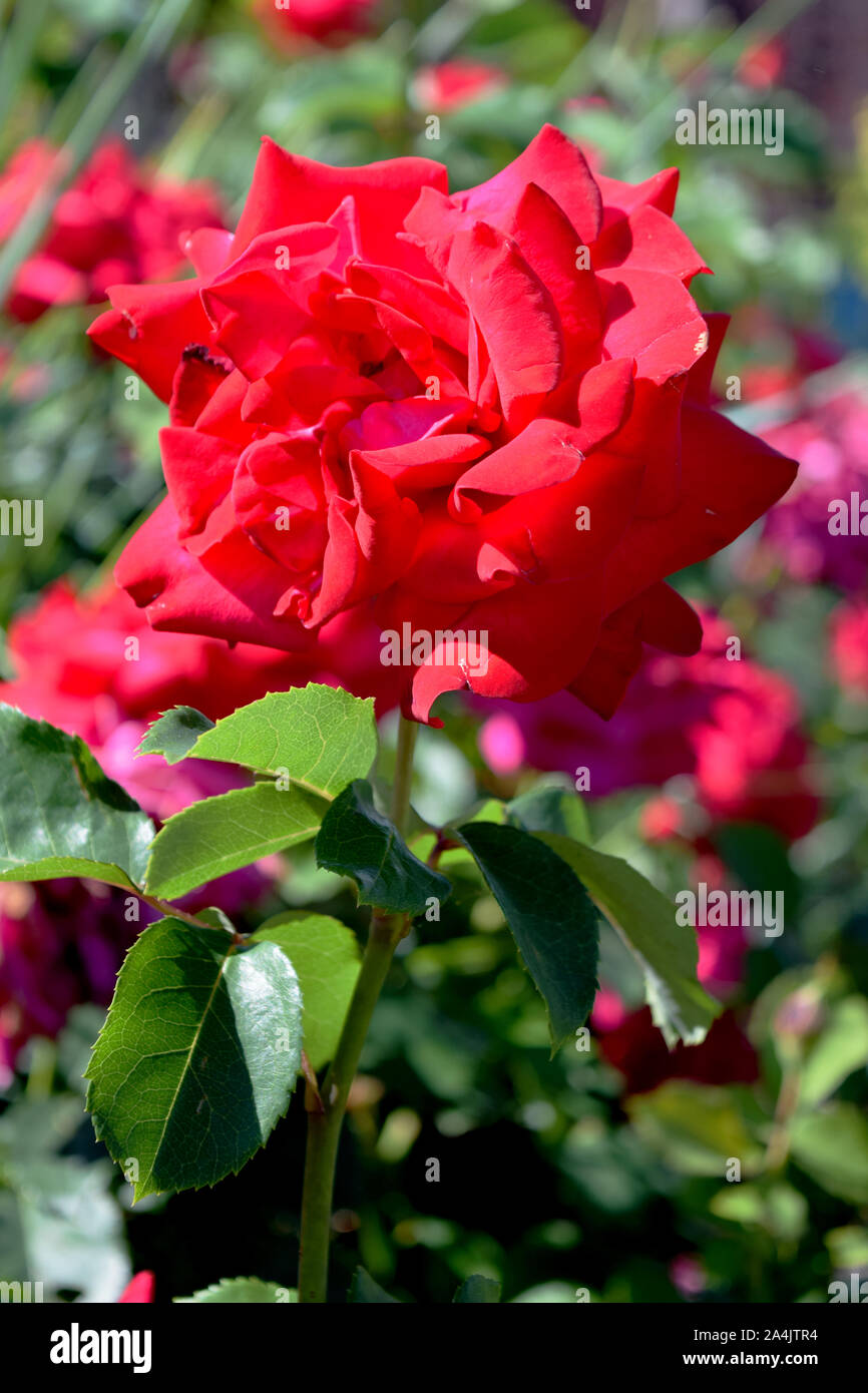 Red Roses on a bush in a garden. Russia Stock Photo - Alamy