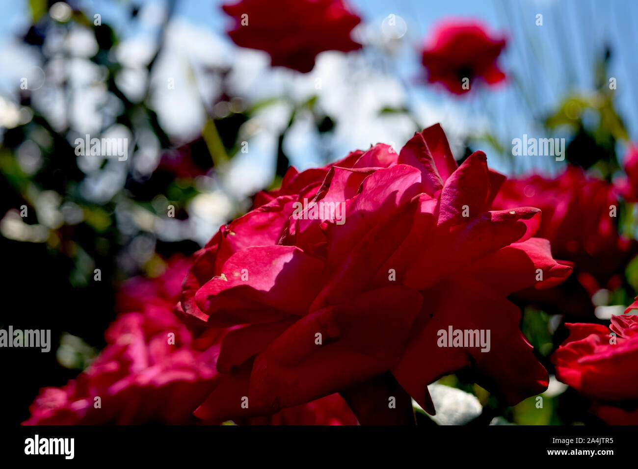 Red Roses on a bush in a garden. Russia Stock Photo - Alamy