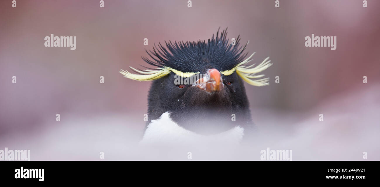 Pingüino de rockhopper hi-res stock photography and images - Alamy