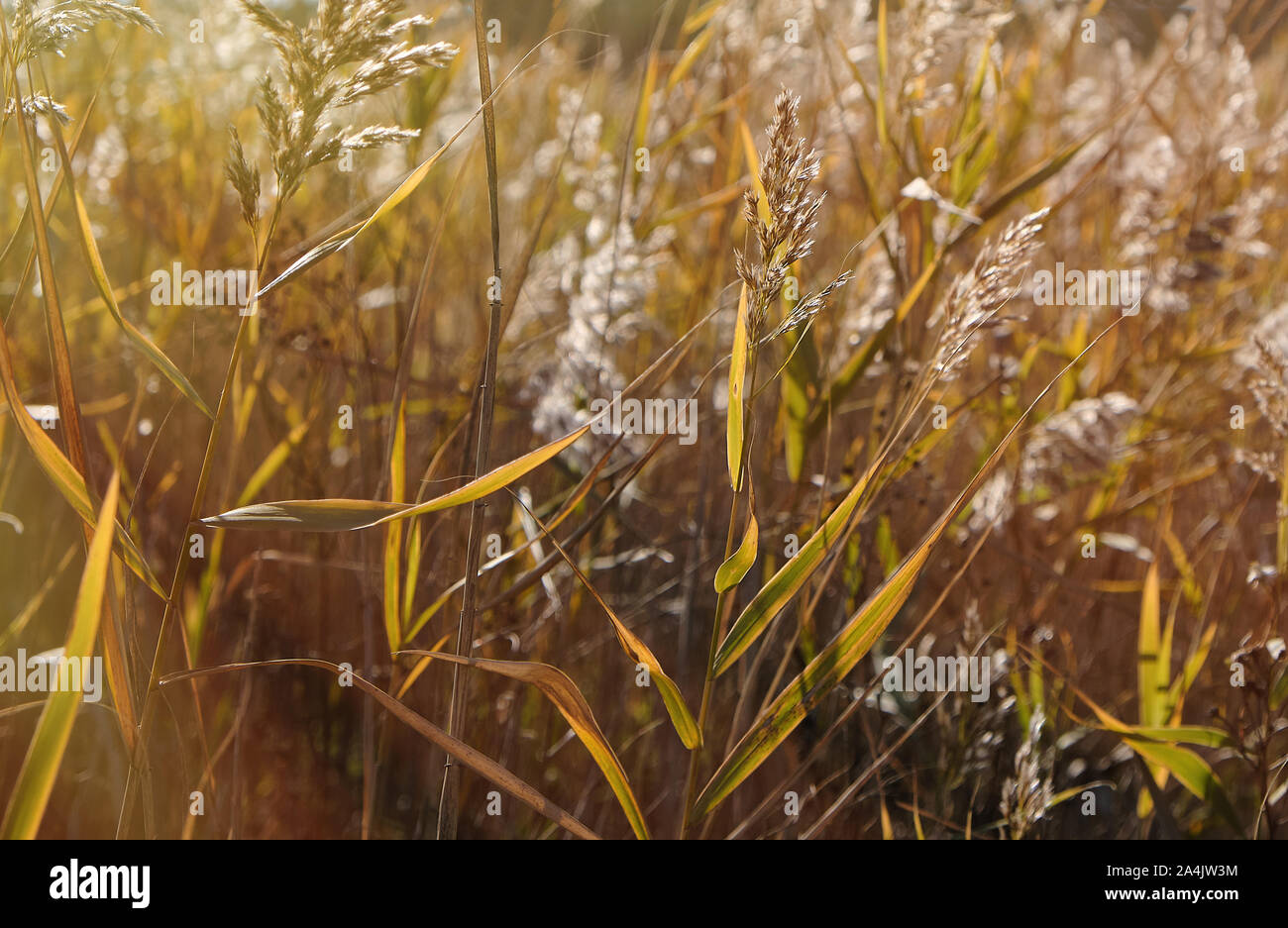 Grass leaf sway in wind hi-res stock photography and images - Alamy