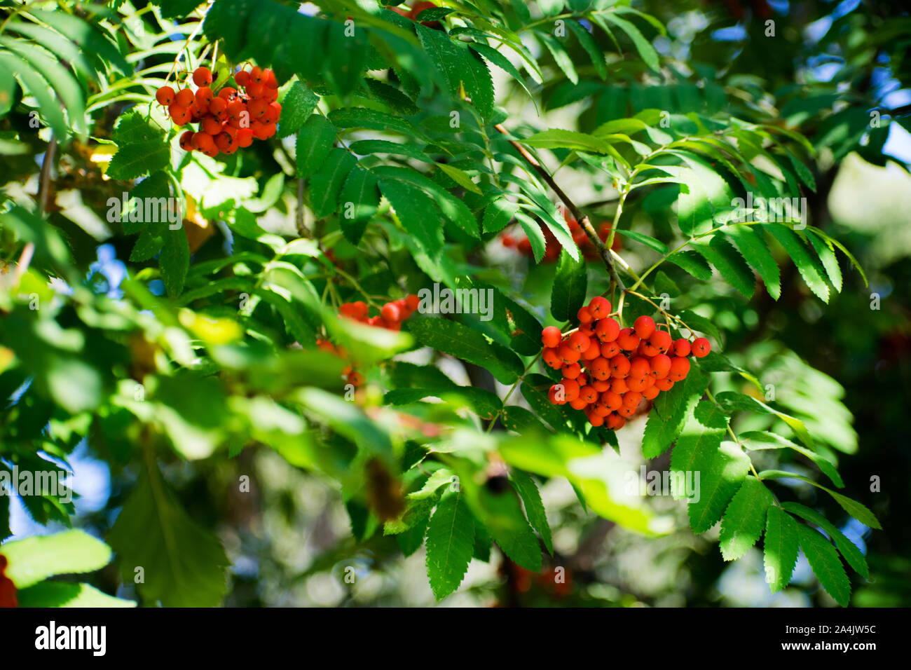 Rowanfruits hi-res stock photography and images - Alamy