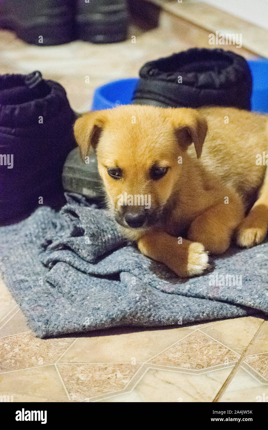 Cute puppy looking at the camera , closeup, selective focus. Puppy ...