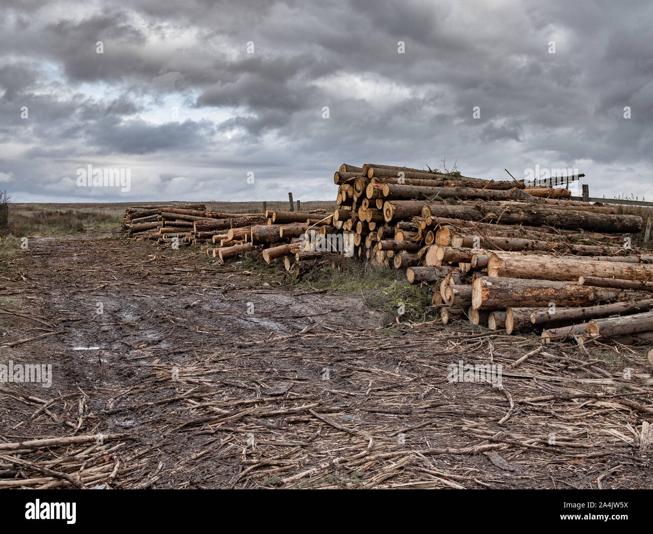 Dead softwood forest tree hi-res stock photography and images - Alamy