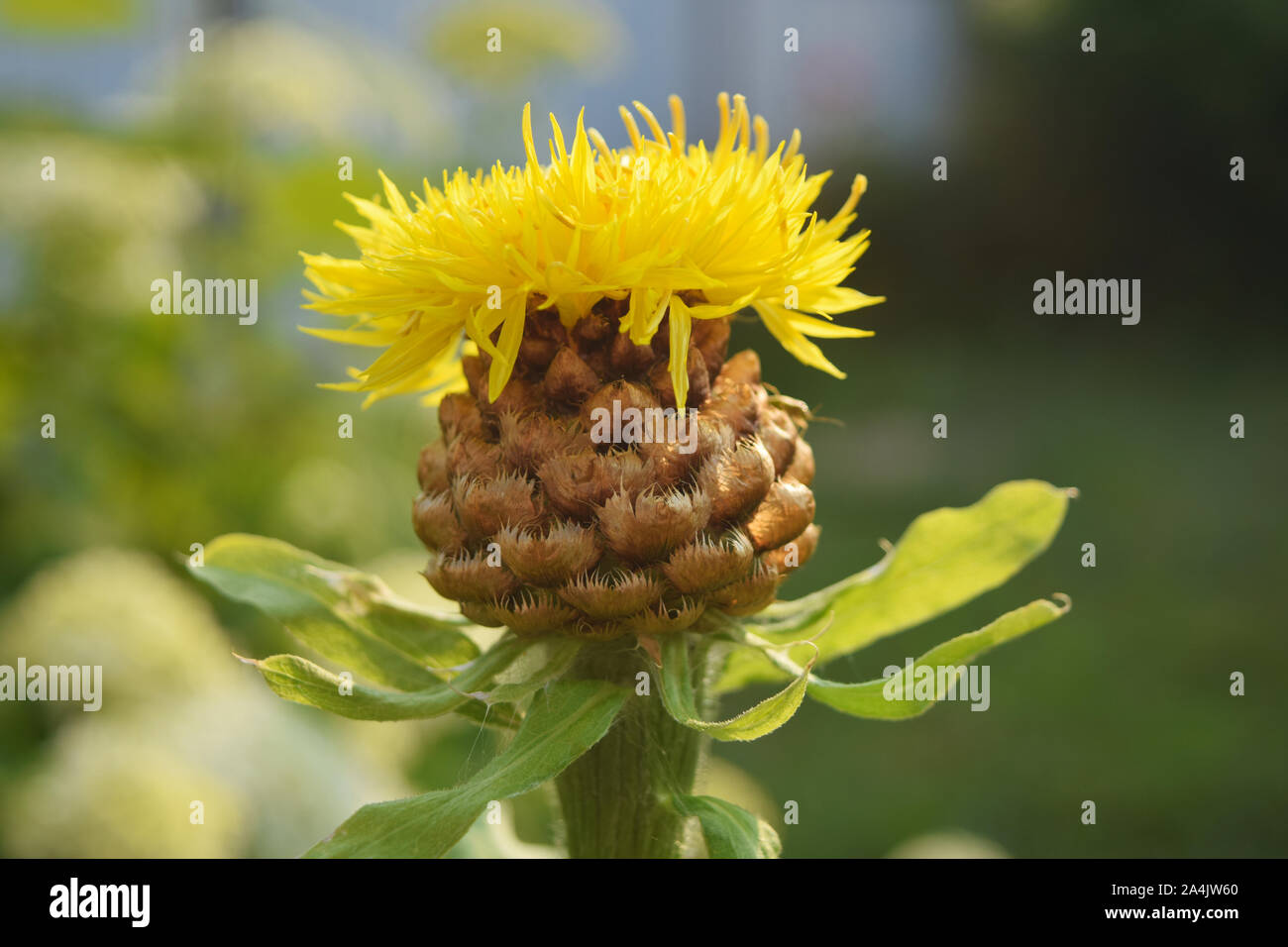 Safflower yellow background blurred. Yellow thistle Stock Photo - Alamy