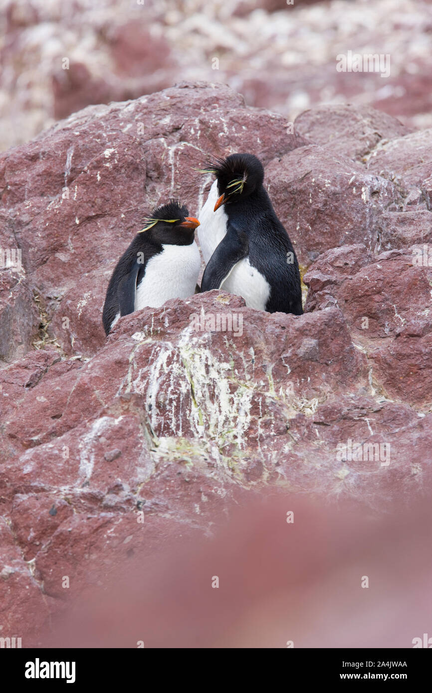 Pingüino de rockhopper hi-res stock photography and images - Alamy