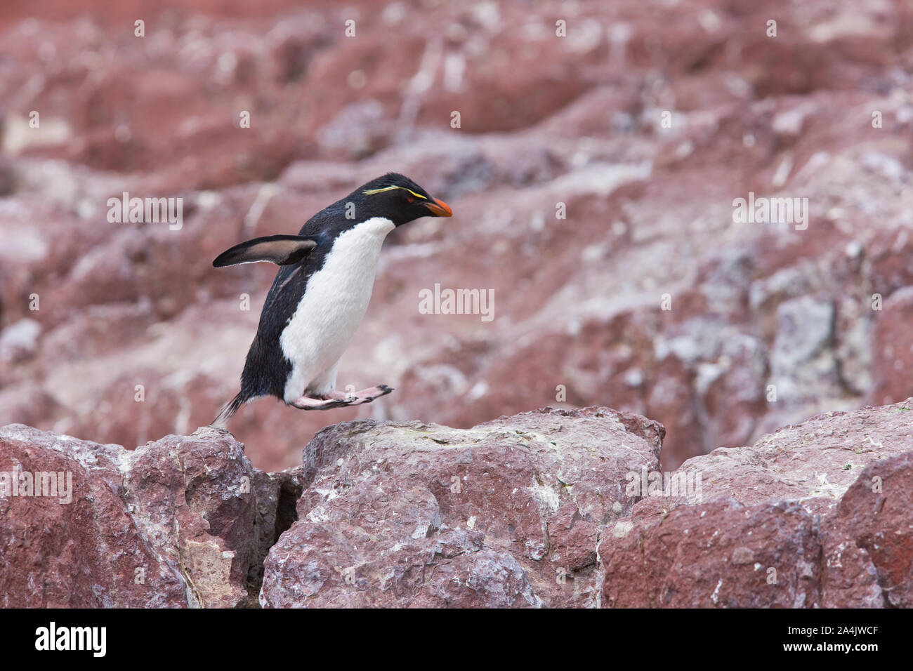Pingüino de Penacho Amarillo (Eudyptes chrysocome), Isla Pingüino ...