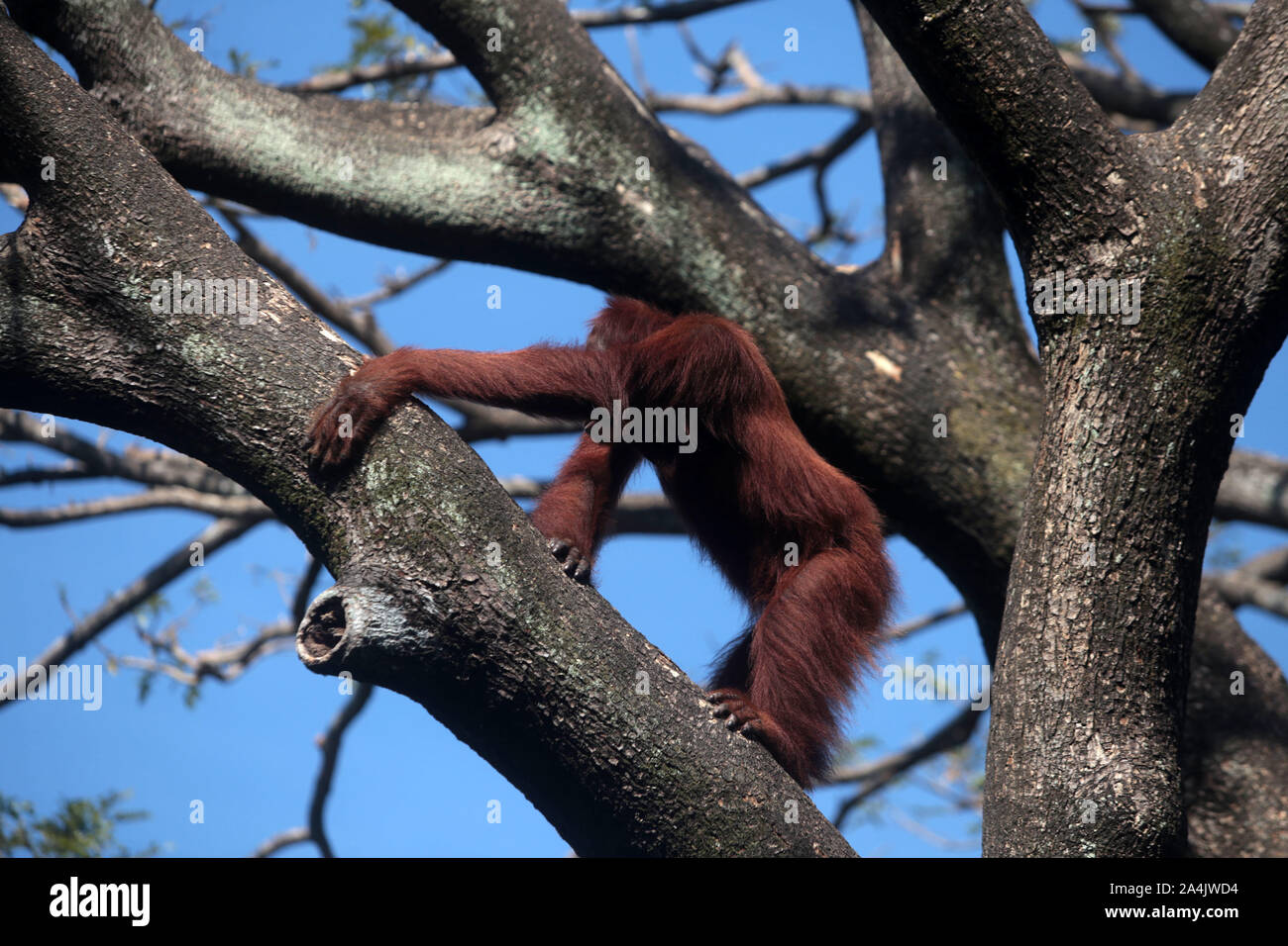 That are the three extant species of great apes hi-res stock ...