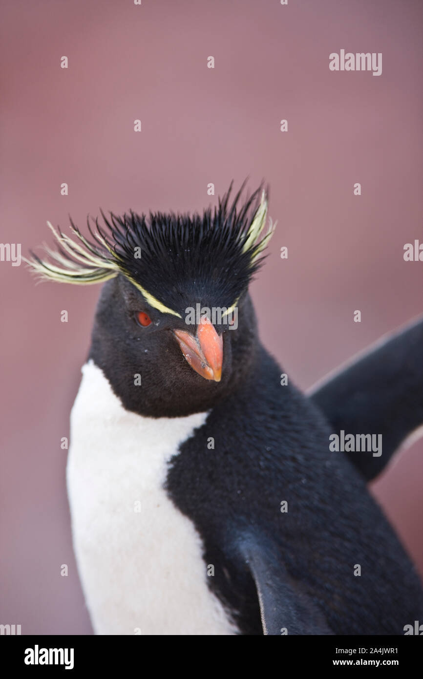 Pingüino de Penacho Amarillo (Eudyptes chrysocome), Isla Pingüino ...