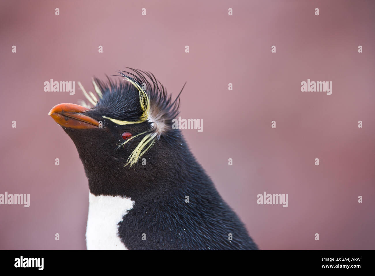 Pingüino penacho hi-res stock photography and images - Alamy