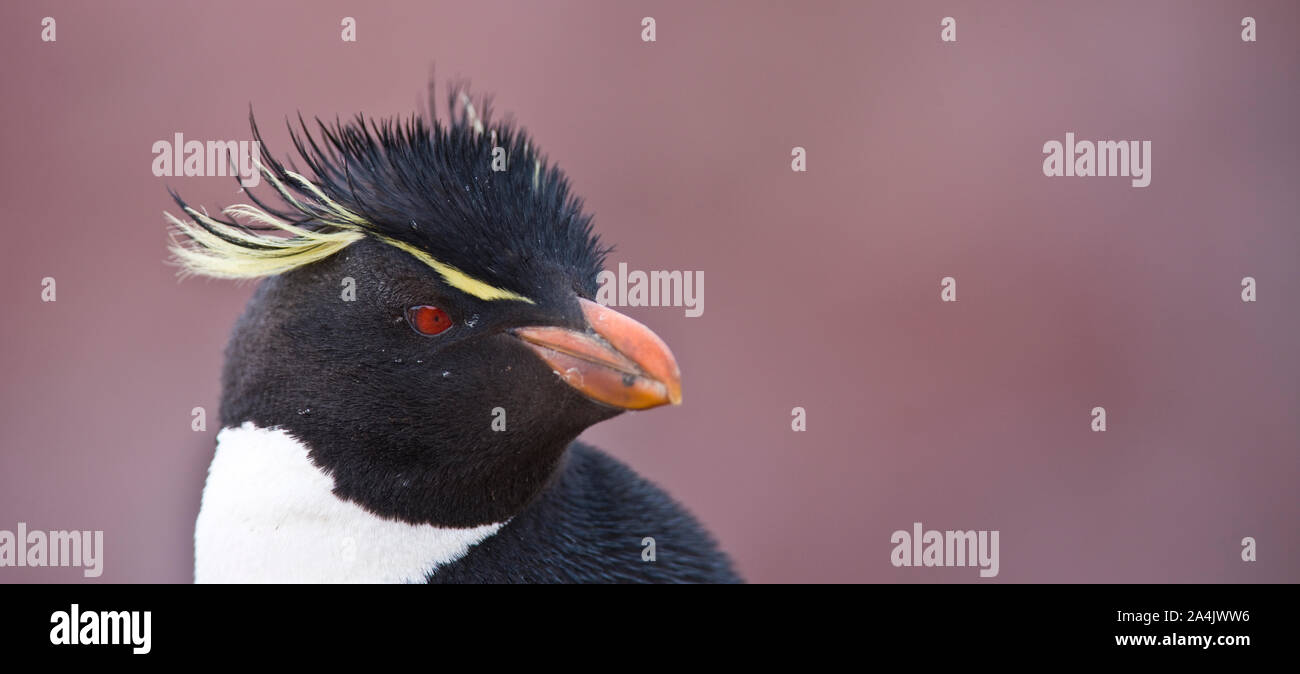 Pingüino de Penacho Amarillo (Eudyptes chrysocome), Isla Pingüino ...